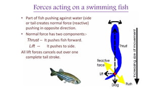 Fish Swimming mode in aquatic environment | PPT