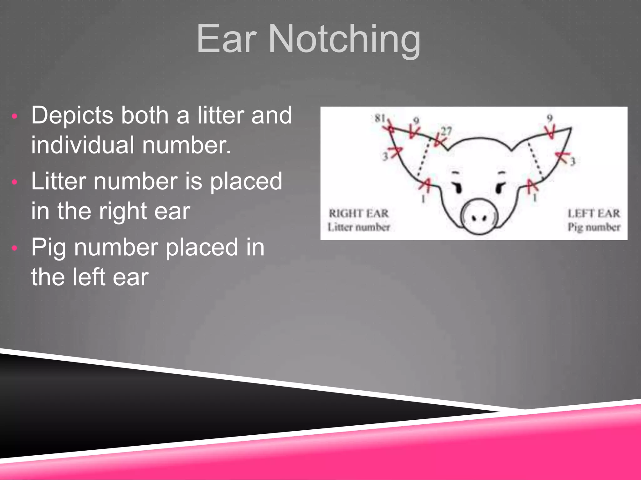 Swine-Production.pptx