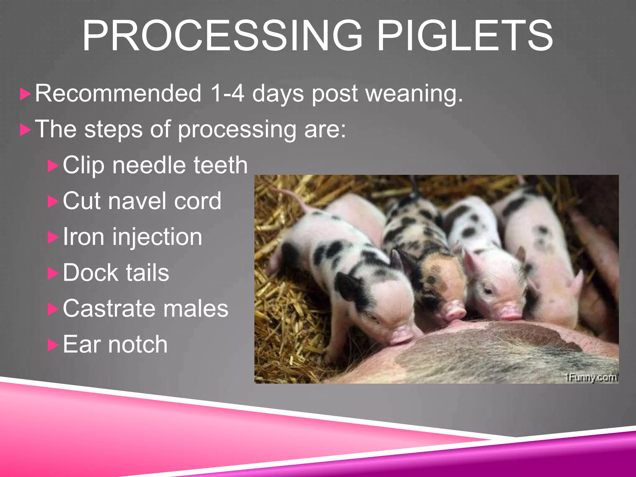 Swine-Production.pptx | Pets