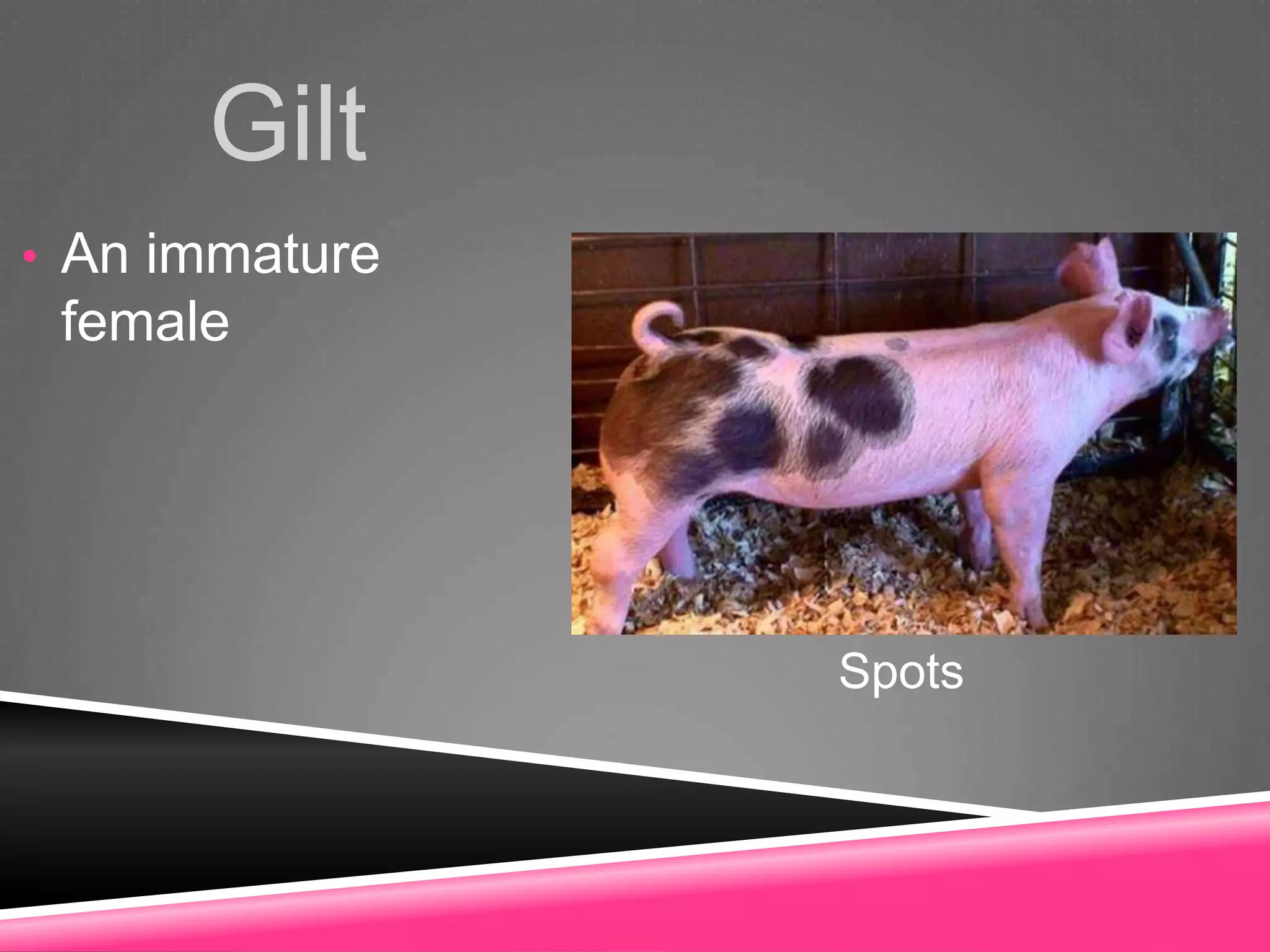 Swine-Production.pptx