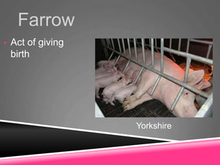 Swine-Production.pptx