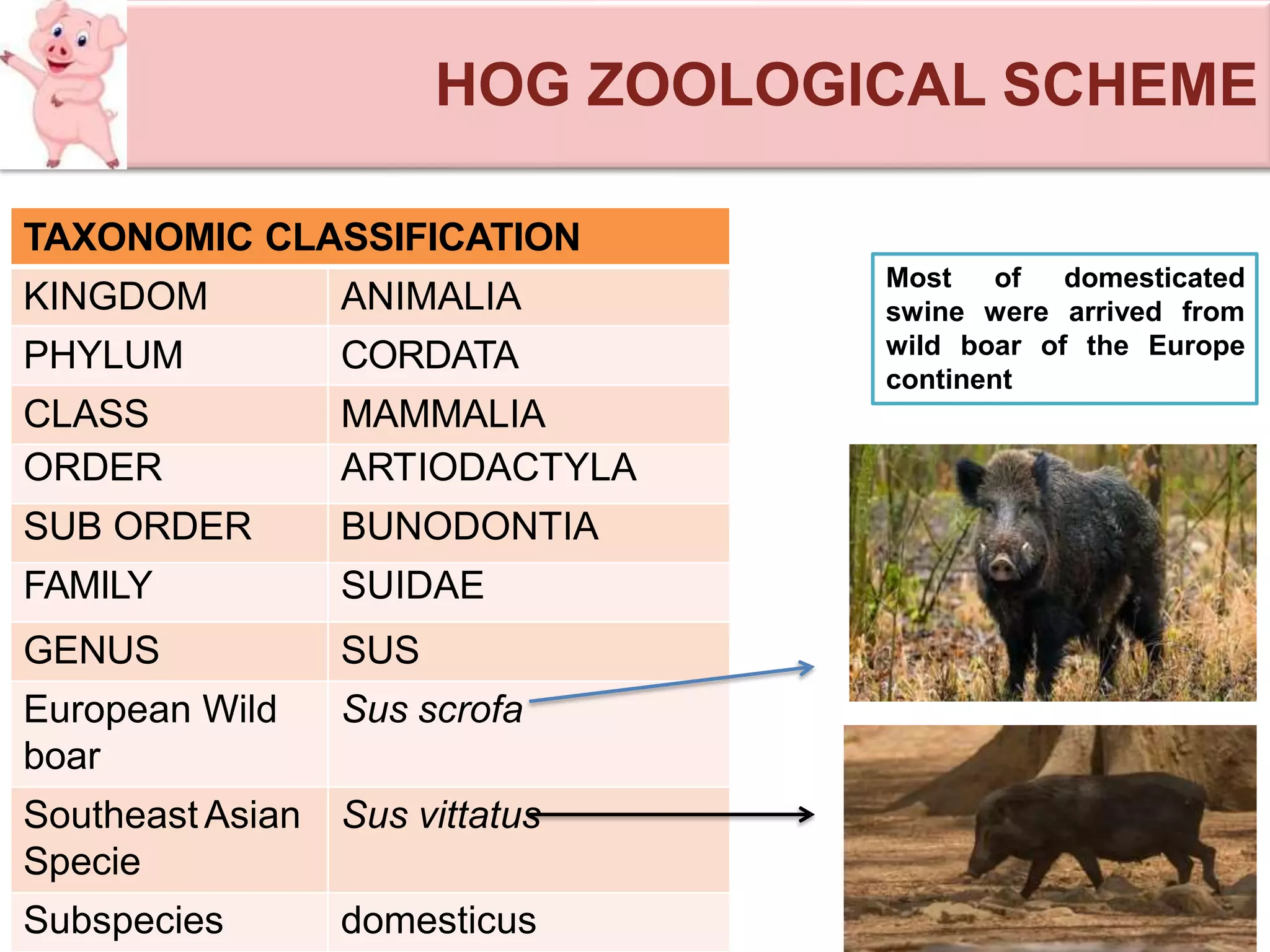 Swine-Production-Management.pptx