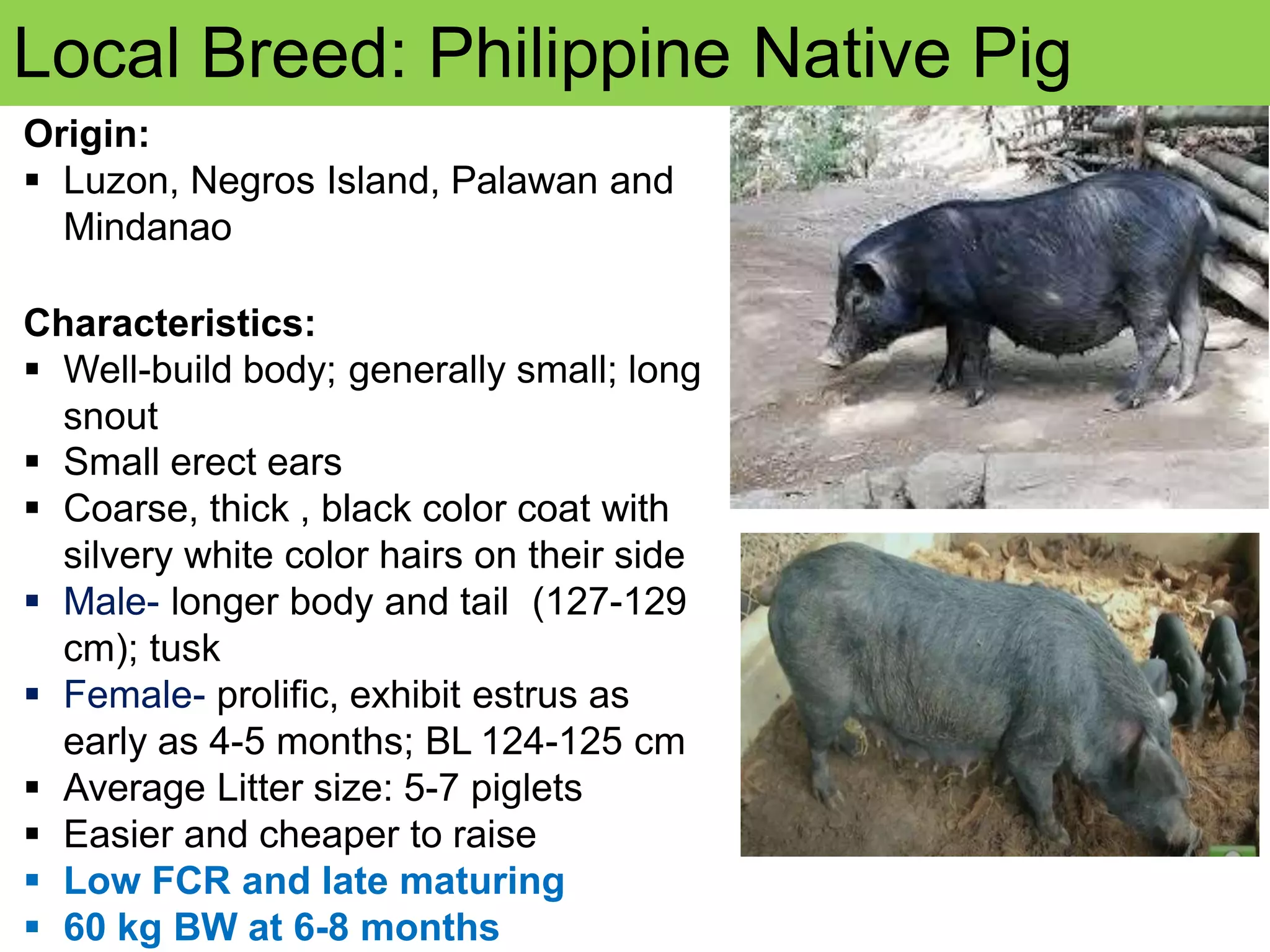 Swine-Production-Management.pptx