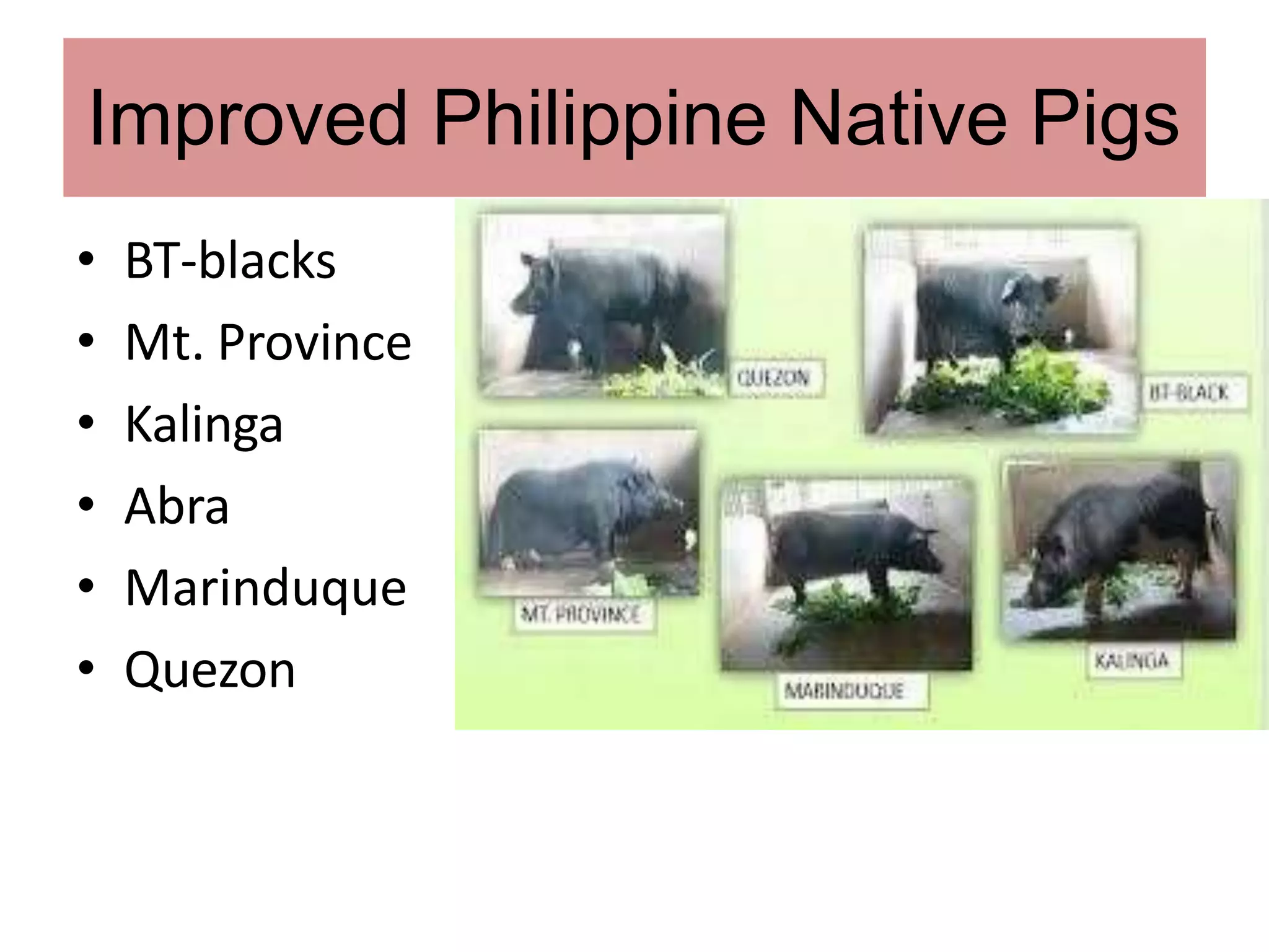 Swine-Production-Management.pptx