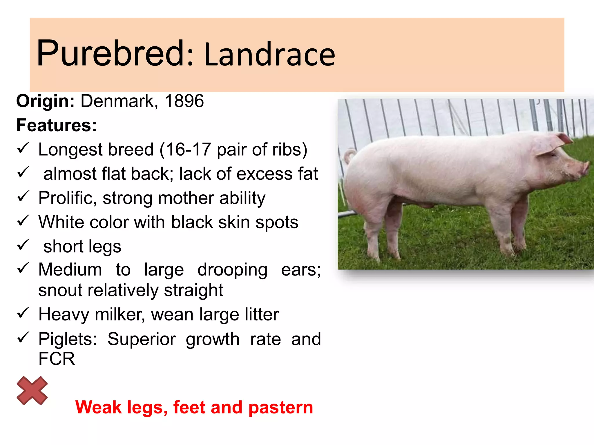 Swine-Production-Management.pptx