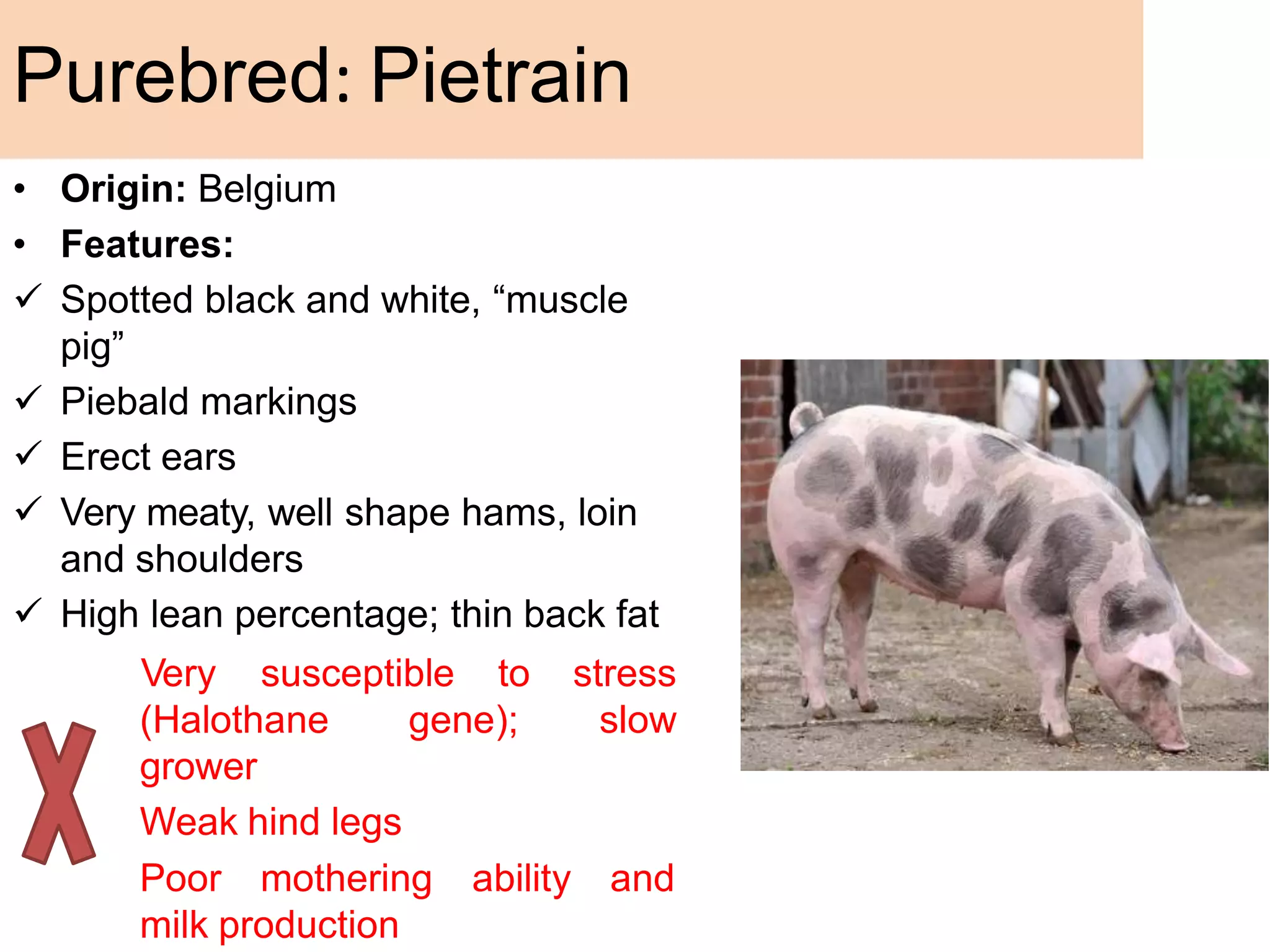 Swine-Production-Management.pptx