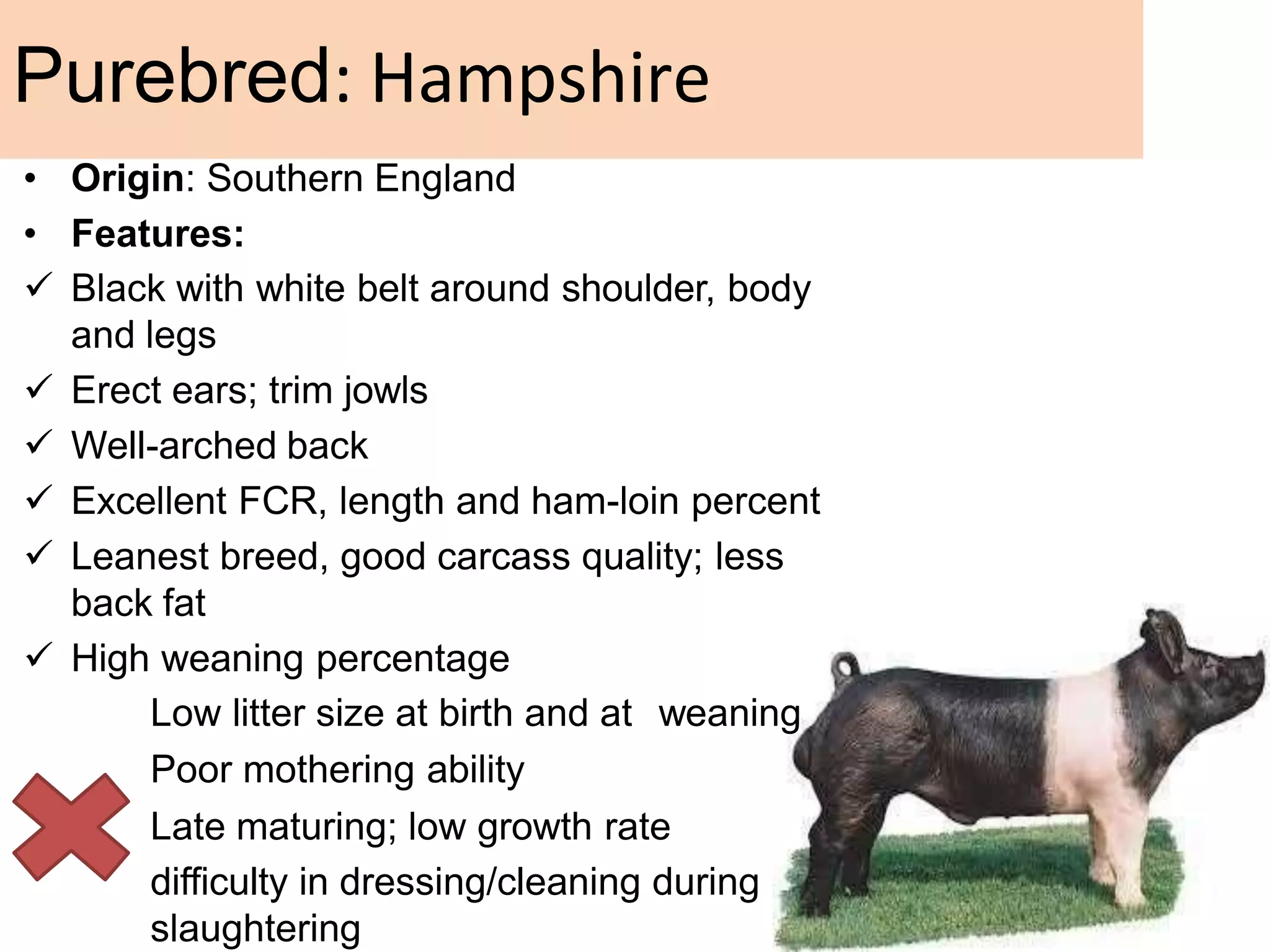 Swine-Production-Management.pptx