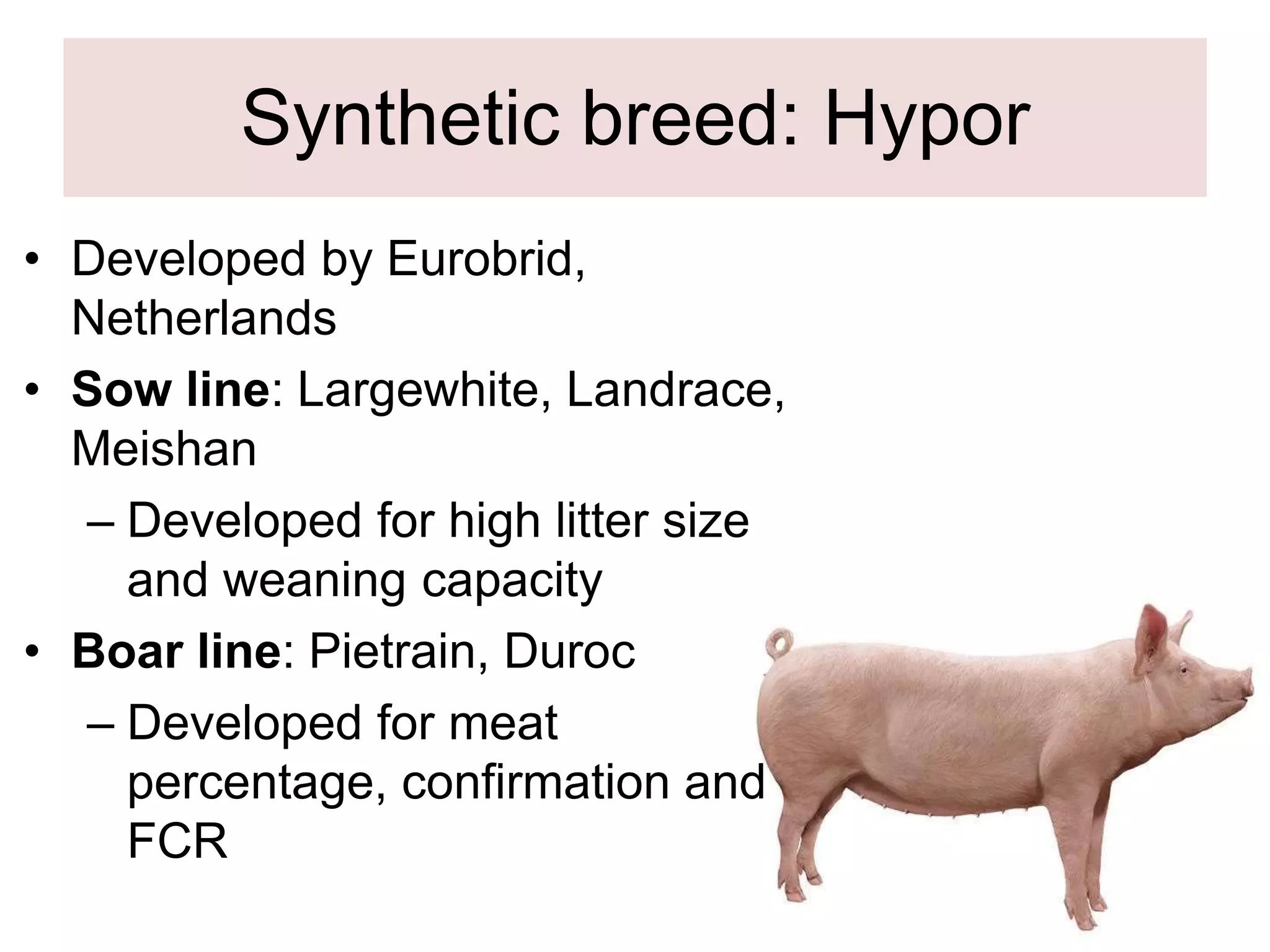 Swine-Production-Management.pptx