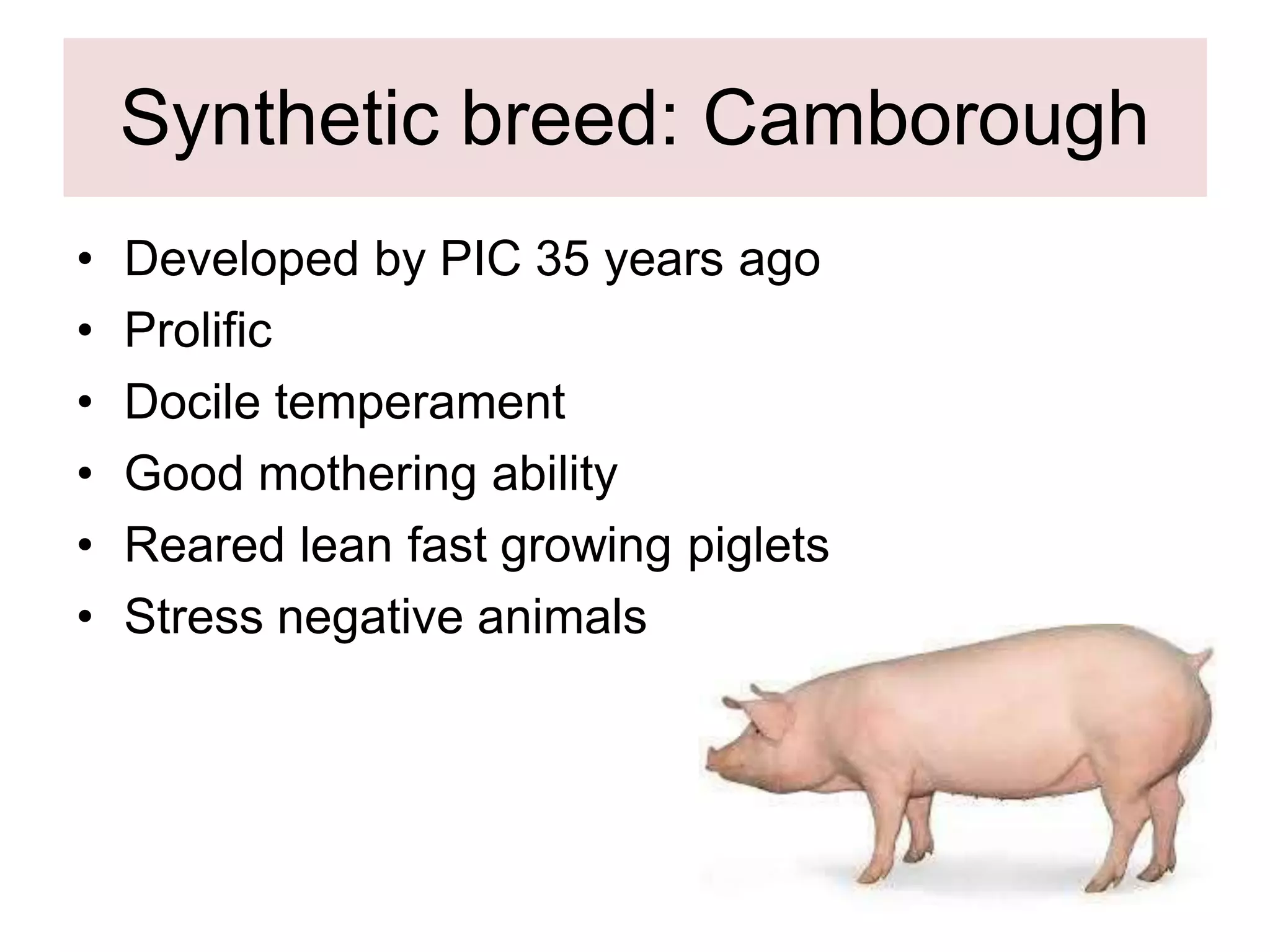 Swine-Production-Management.pptx