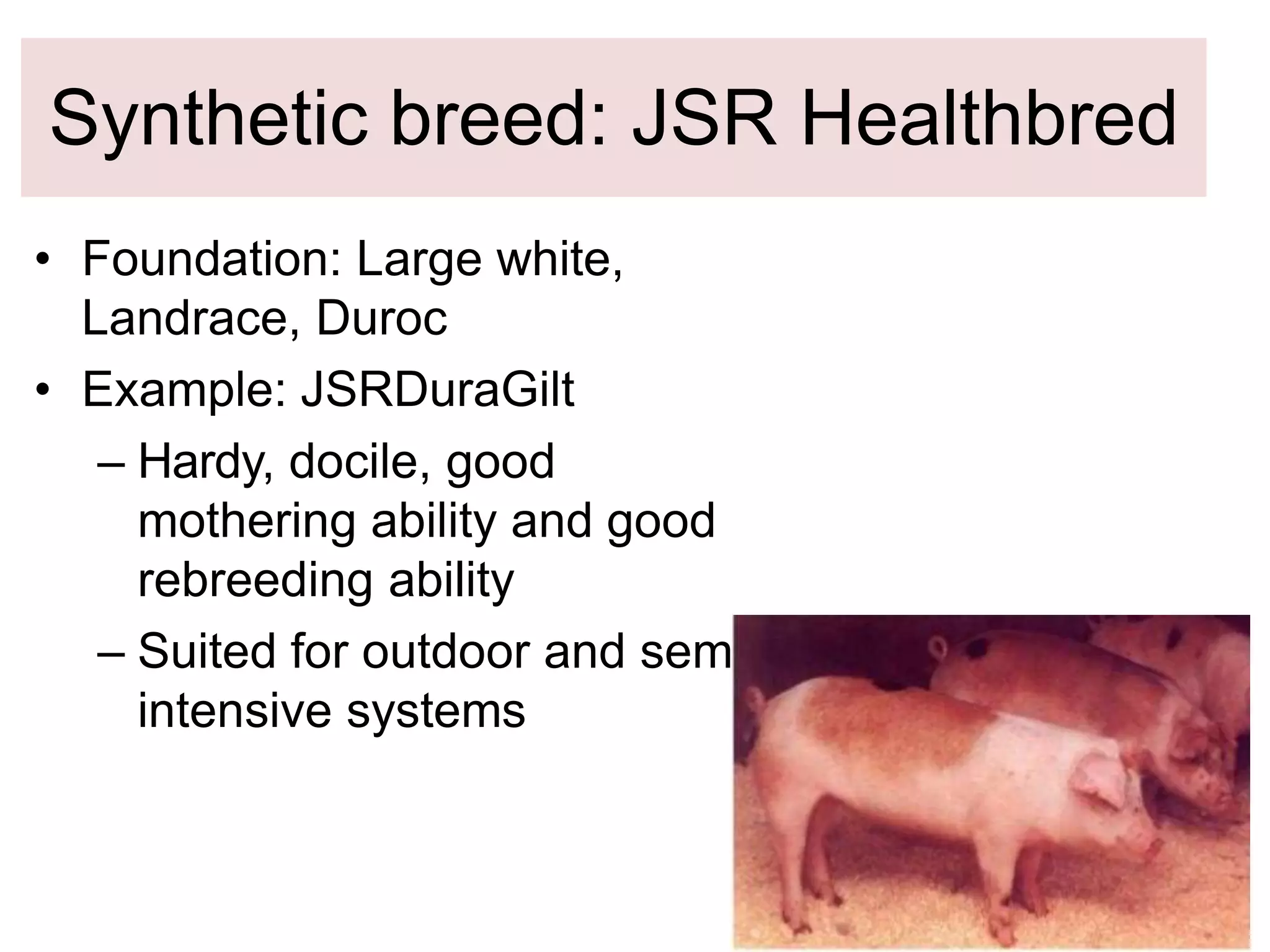 Swine-Production-Management.pptx