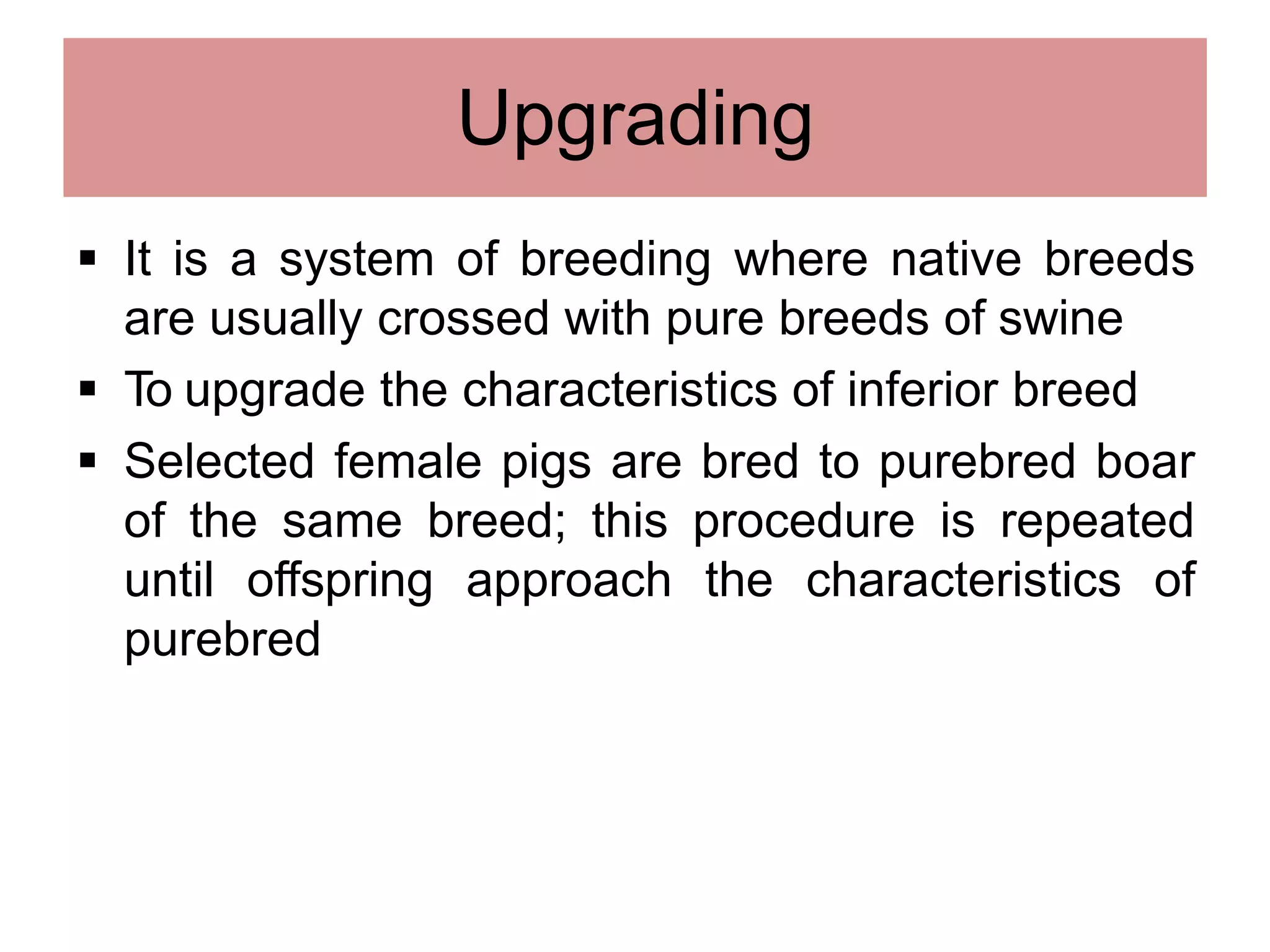 Swine-Production-Management.pptx