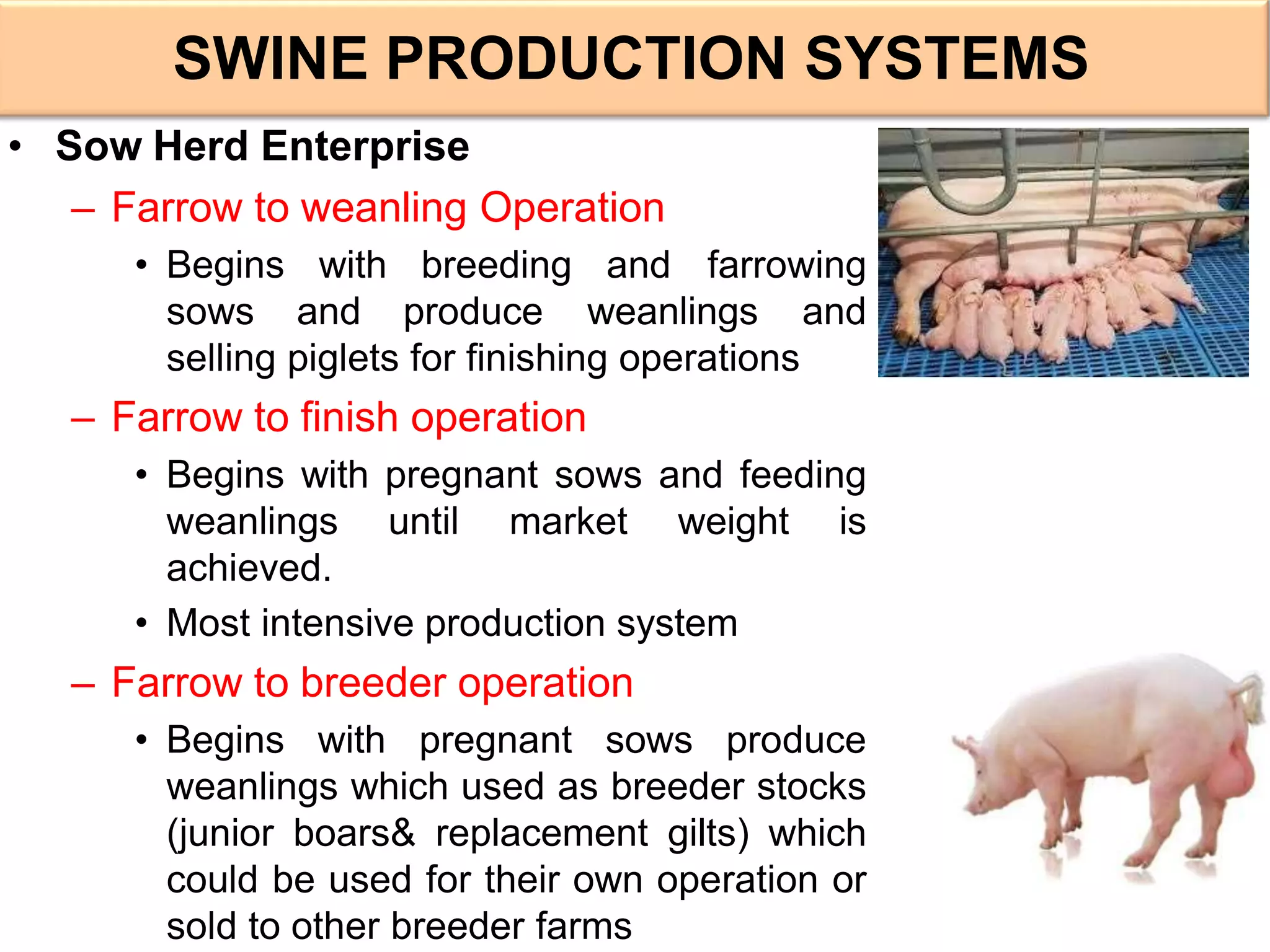 Swine-Production-Management.pptx