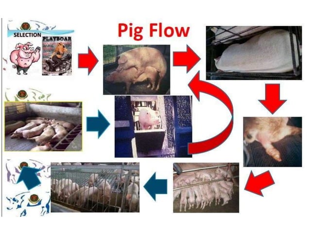 Swine-Production-Management.pptx