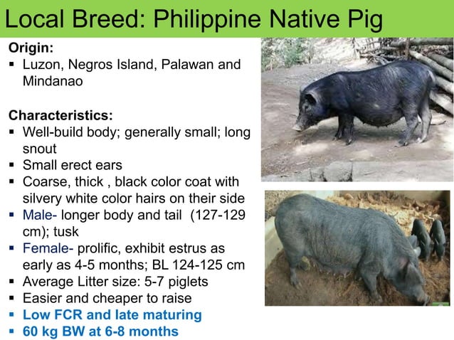 Swine-Production-Management.pptx