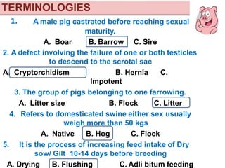 Swine-Production-Management.pptx
