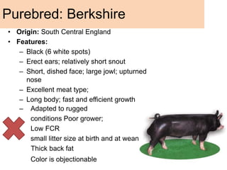 Swine-Production-Management.pptx
