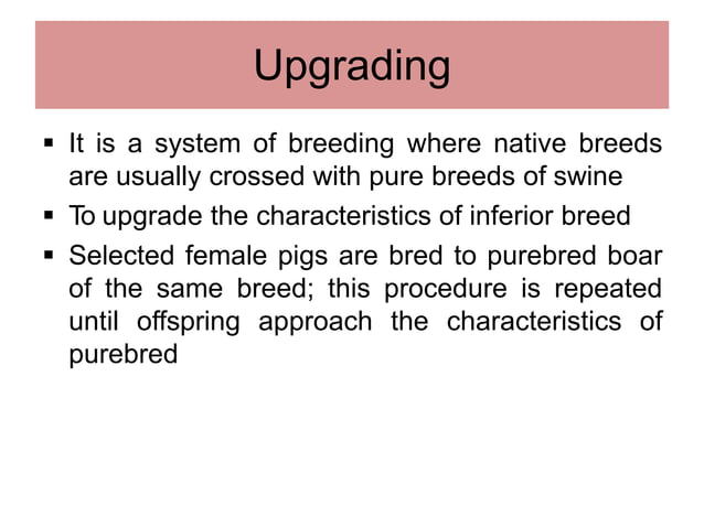 Swine-Production-Management.pptx