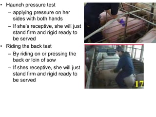 Swine-Production-Management.pptx