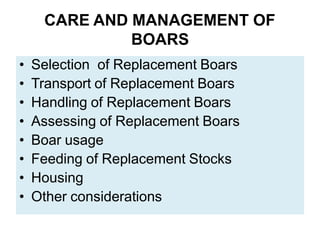 Swine-Production-Management.pptx