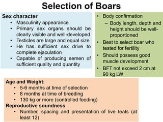 Swine-Production-Management.pptx