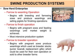 Swine-Production-Management.pptx