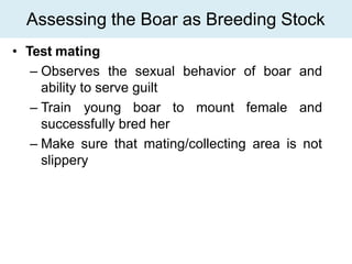 Swine-Production-Management.pptx