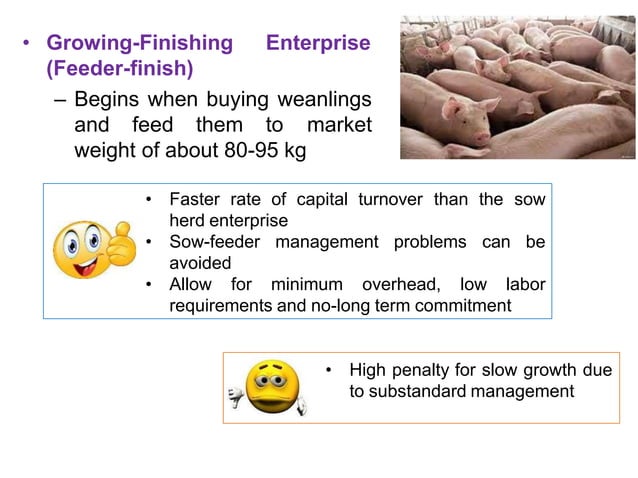 Swine-Production-Management.pptx