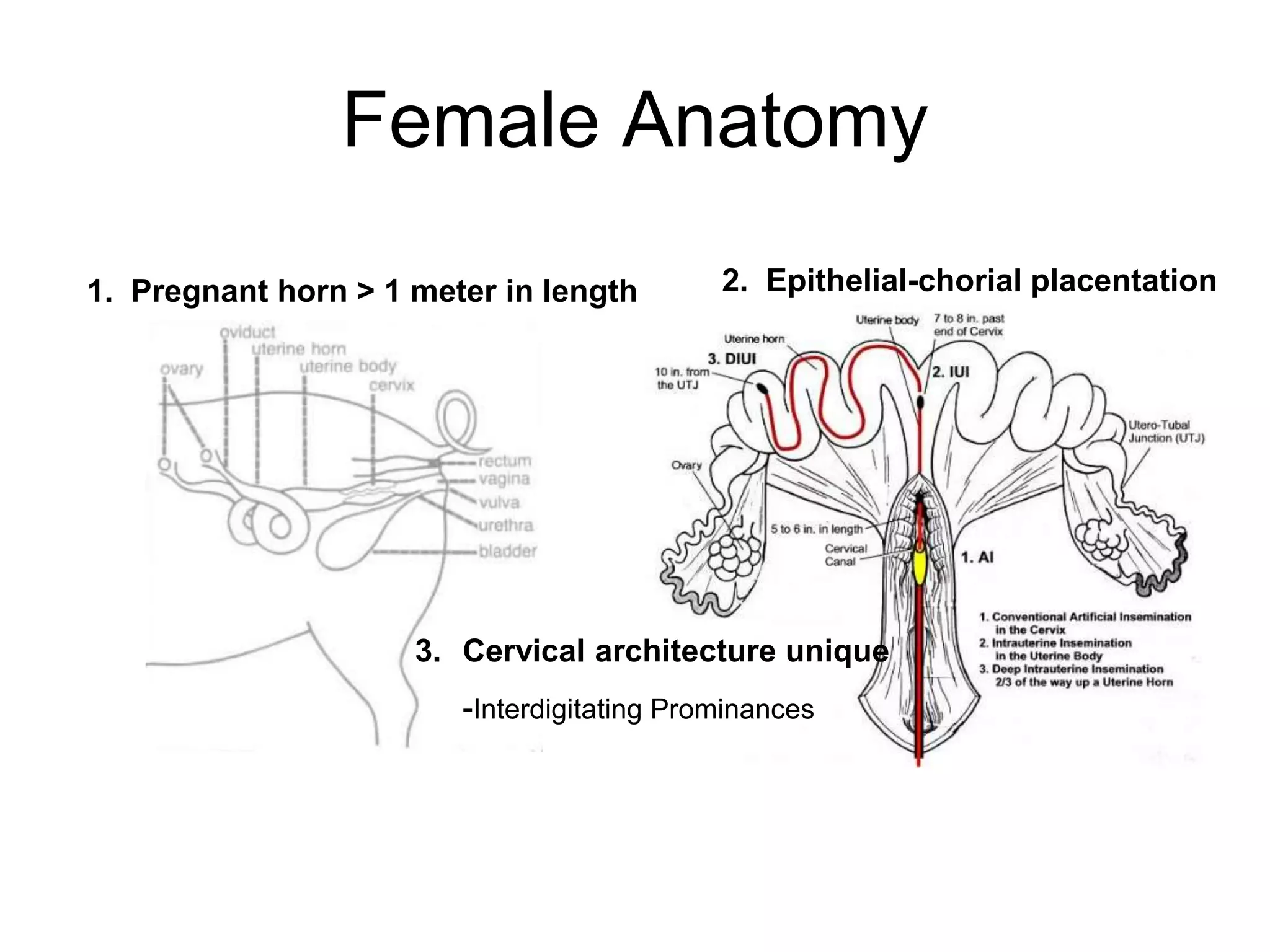 Swine-Reproduction-and-Production-Management.ppt