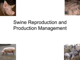 Swine-Reproduction-and-Production-Management.ppt