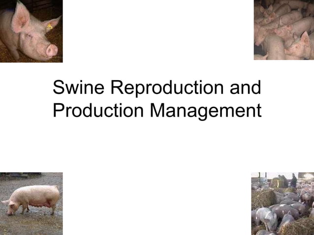 Swine-Reproduction-and-Production-Management.ppt | Pregnancy ...