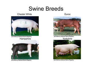 Swine-Reproduction-and-Production-Management.ppt