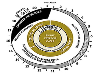 Swine-Reproduction-and-Production-Management.ppt