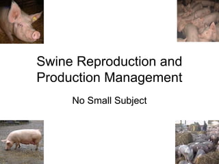 Swine-Reproduction-and-Production-Management.ppt