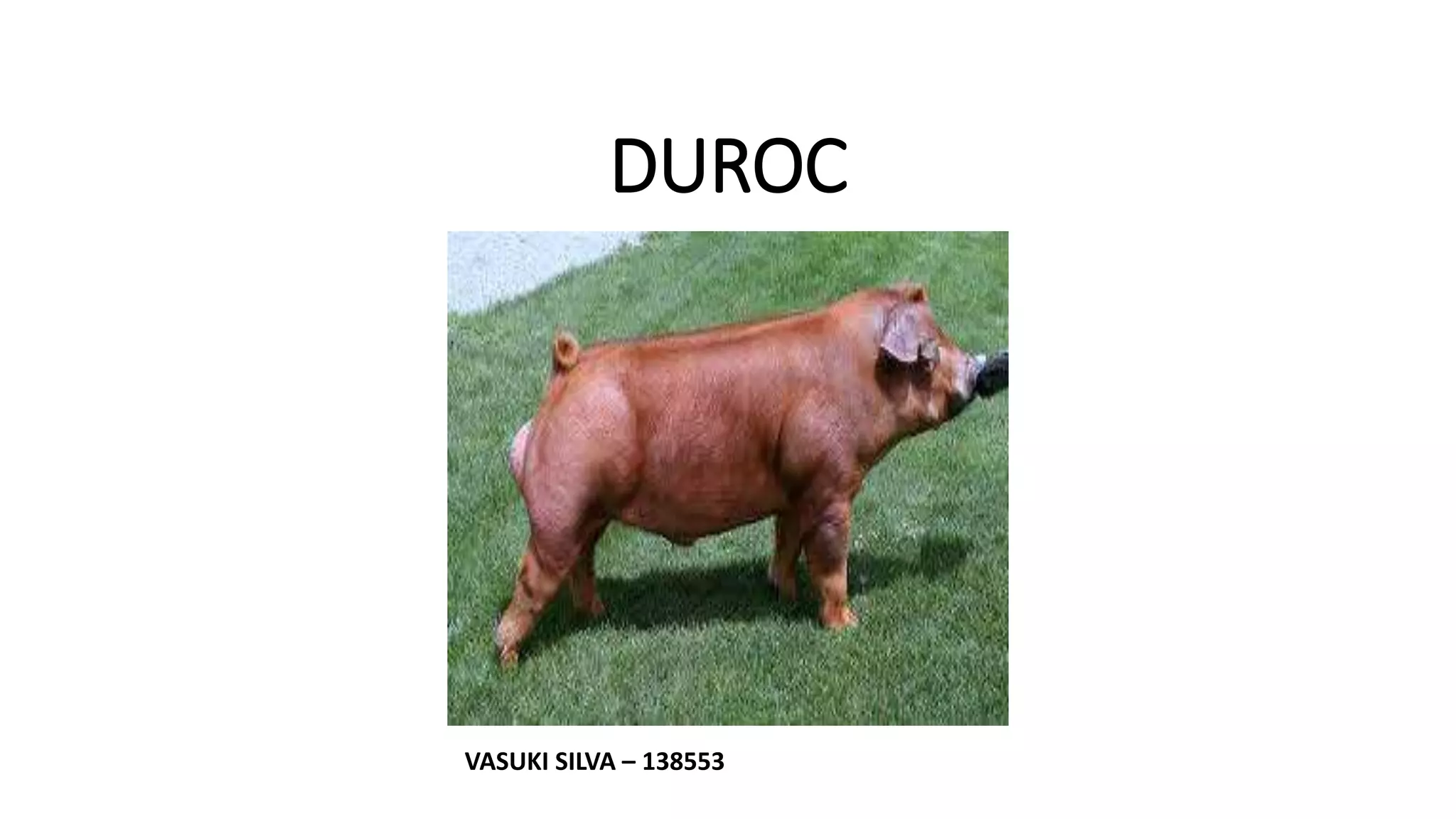 Swine breed duroc | PPTX