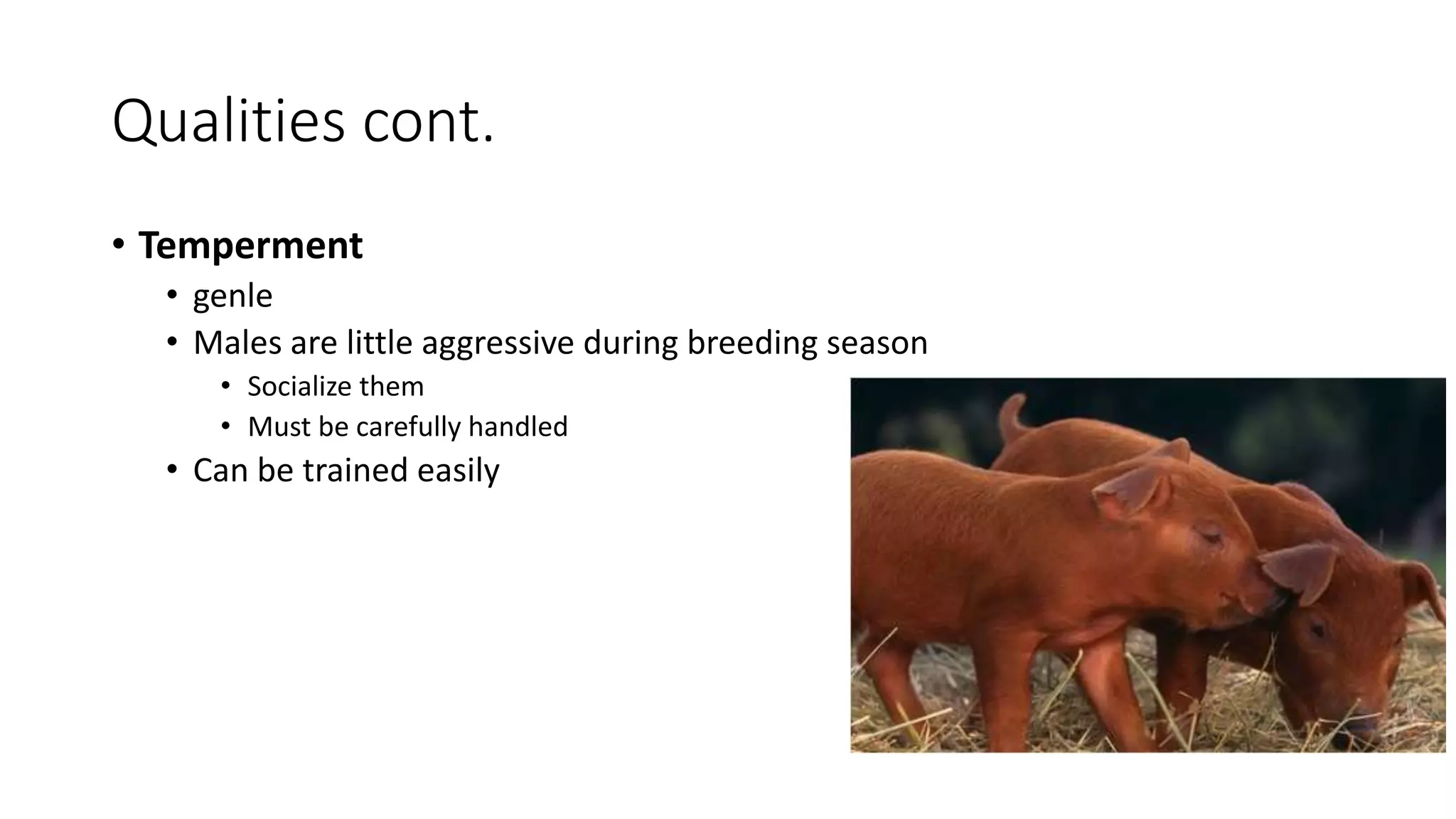 Swine breed duroc | PPTX