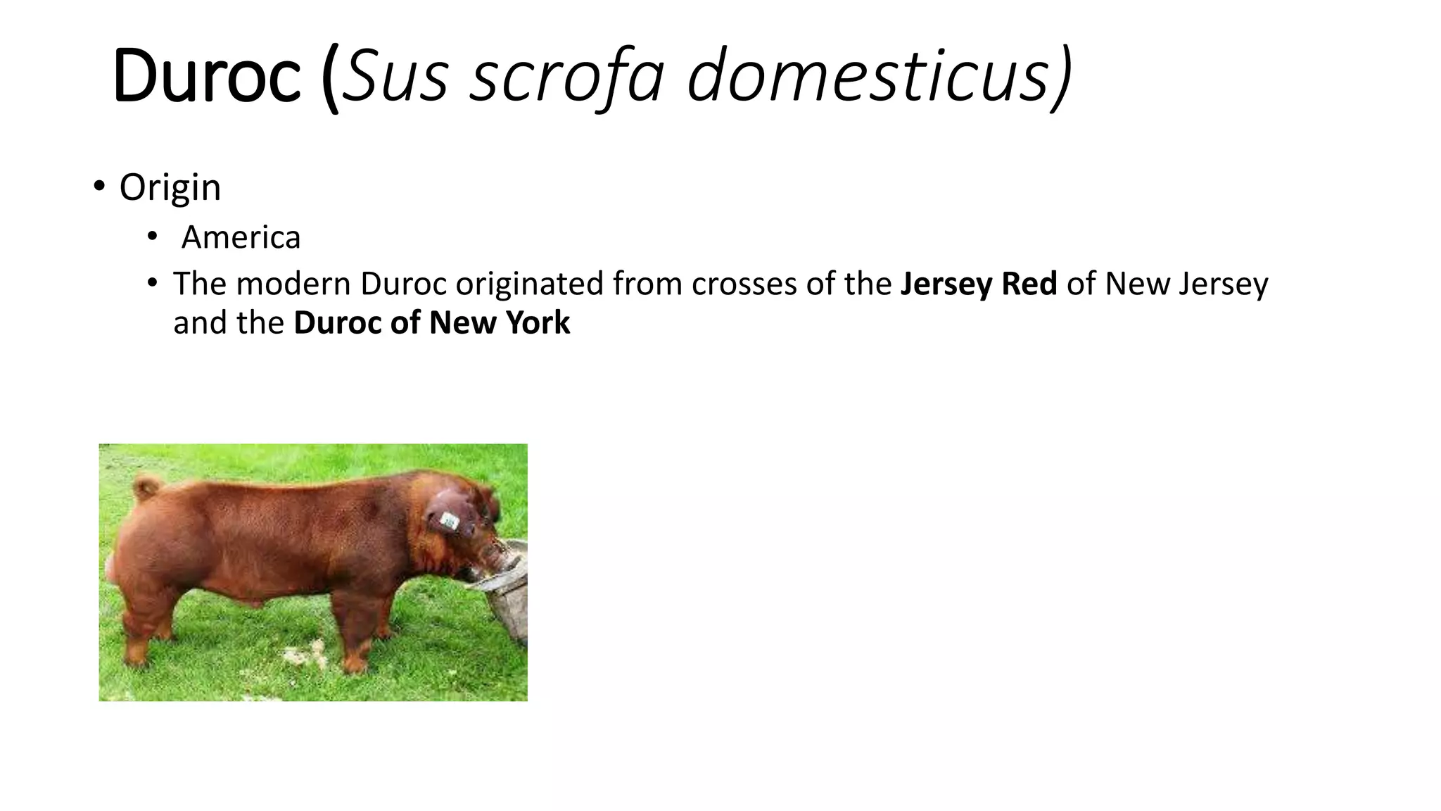Swine breed duroc | PPTX