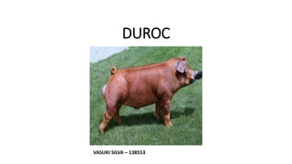 Swine breed duroc | PPT