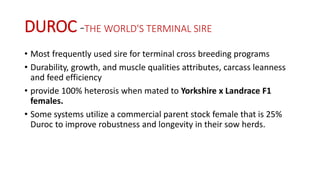 Swine breed duroc | PPT