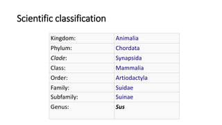 Swine breed duroc | PPTX
