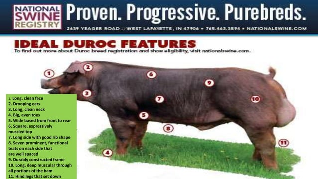 Swine breed duroc | PPT