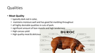 Swine breed duroc | PPTX