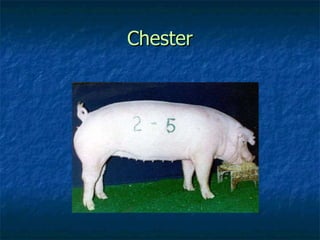 Swine breeds | PPT