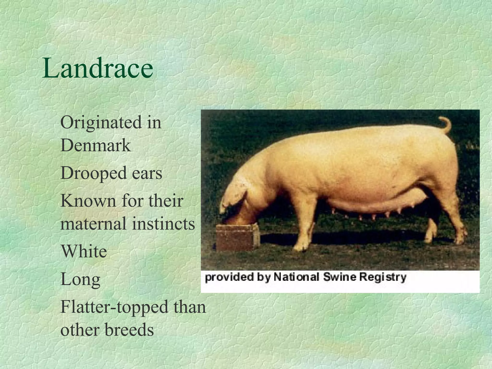 breeds of pig or swine | PPT
