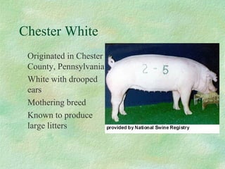 breeds of pig or swine | PPT | Dogs | Pets