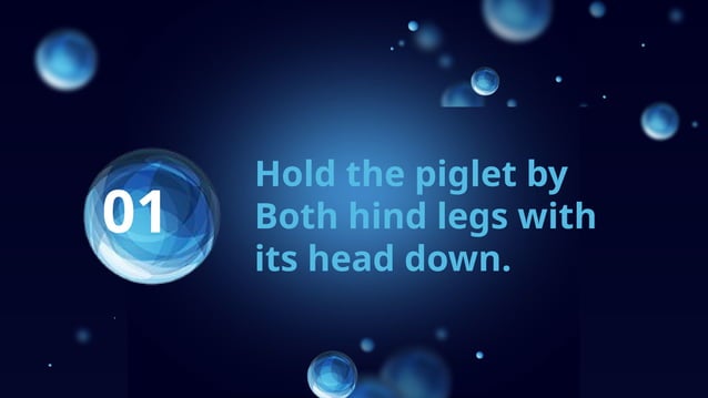 SWINE CASTRATION- Swine Management..pptx