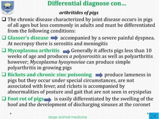 Swine erysipelas | PPTX