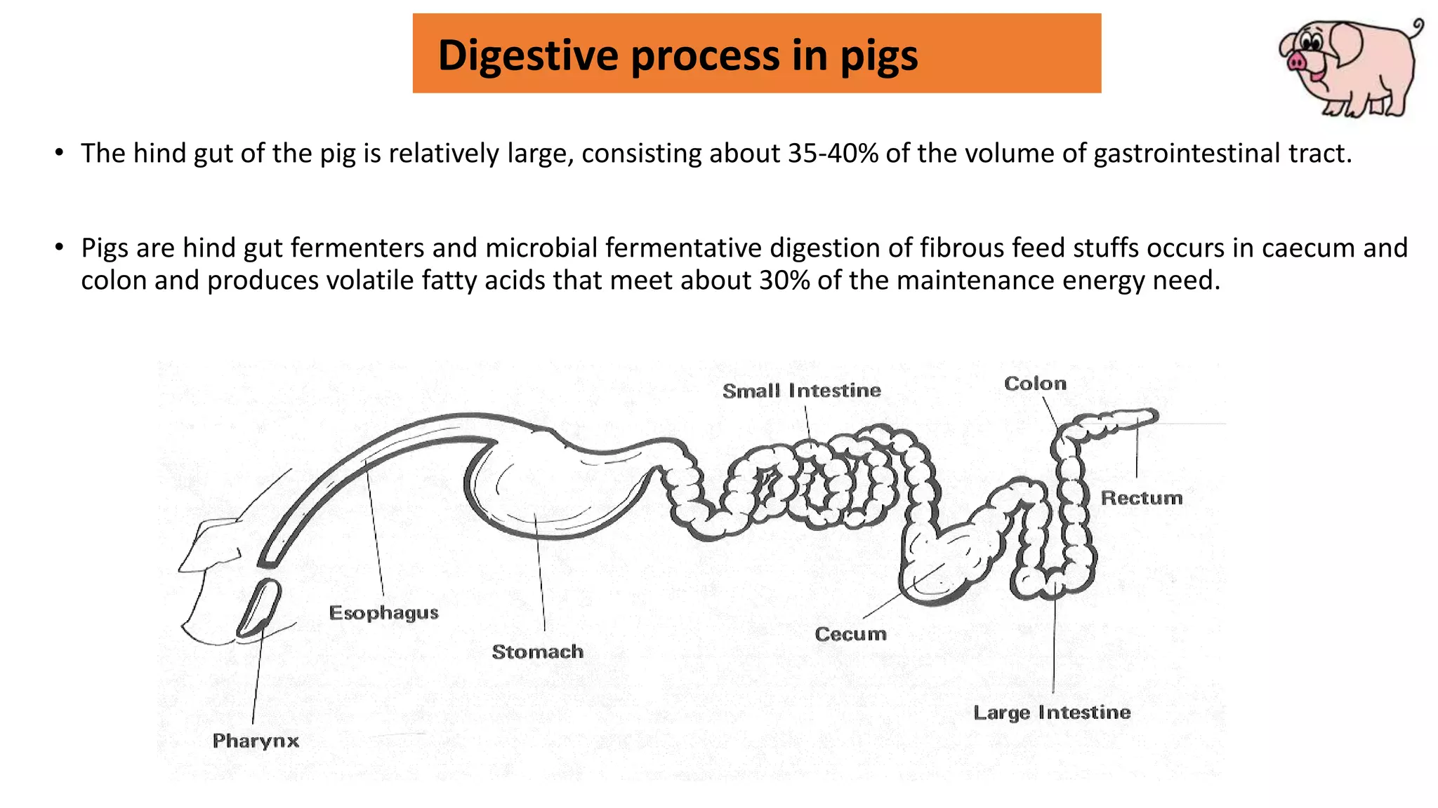 Swine feeding.pptx