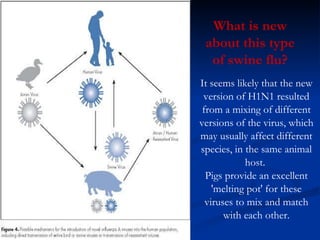 Swine Flu | PPT
