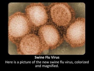 Swine flu | PPT