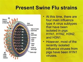 Swine Flu By Dr Ajay Kumar | PPS